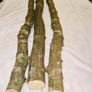 Ironwood Walking Stick - 34” Long- Muscle Wood - Blue Beech - American ...