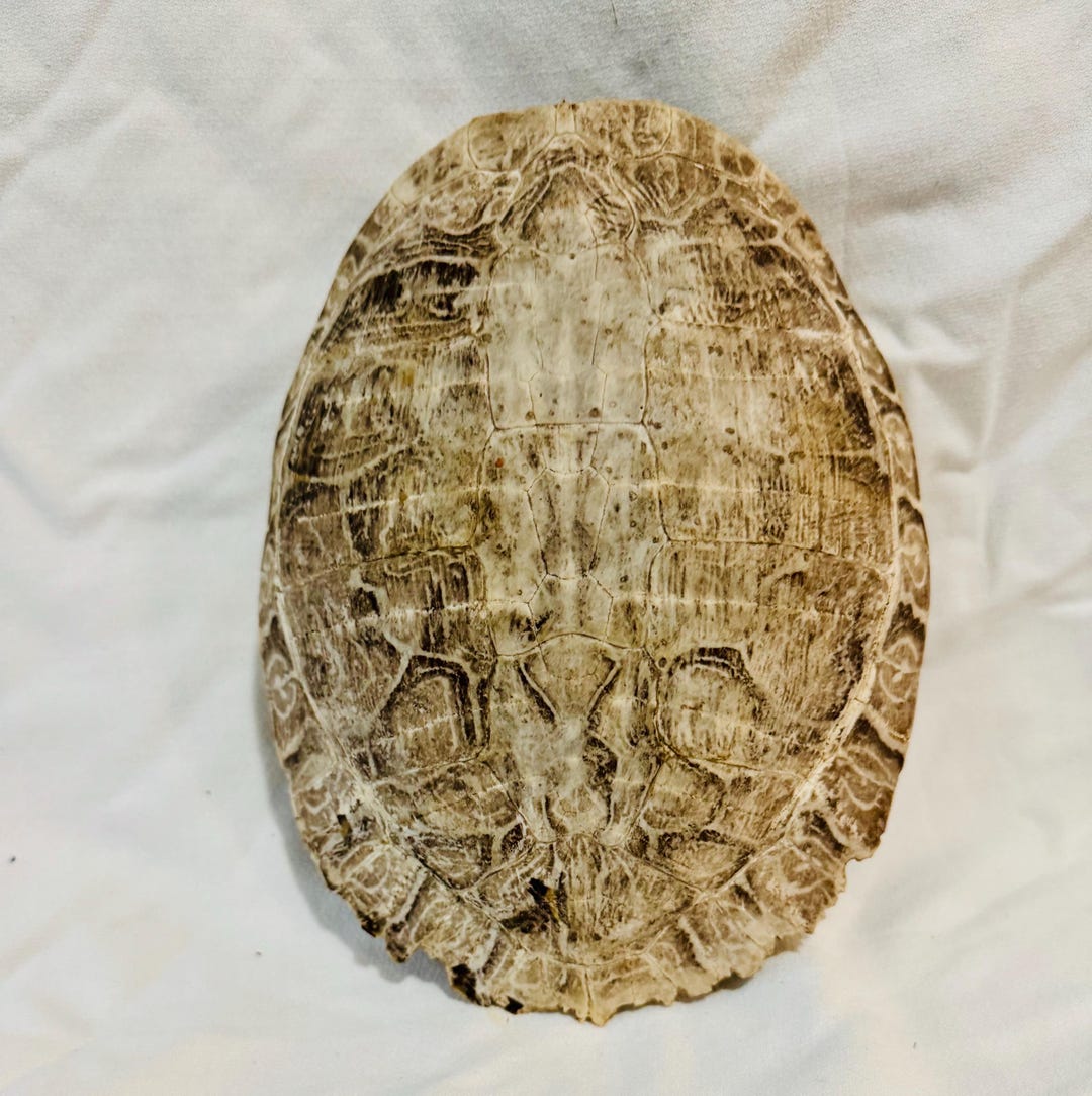 Authentic Freshwater Turtle Shell- Yellow Bellied Slider Turtle Shell ...