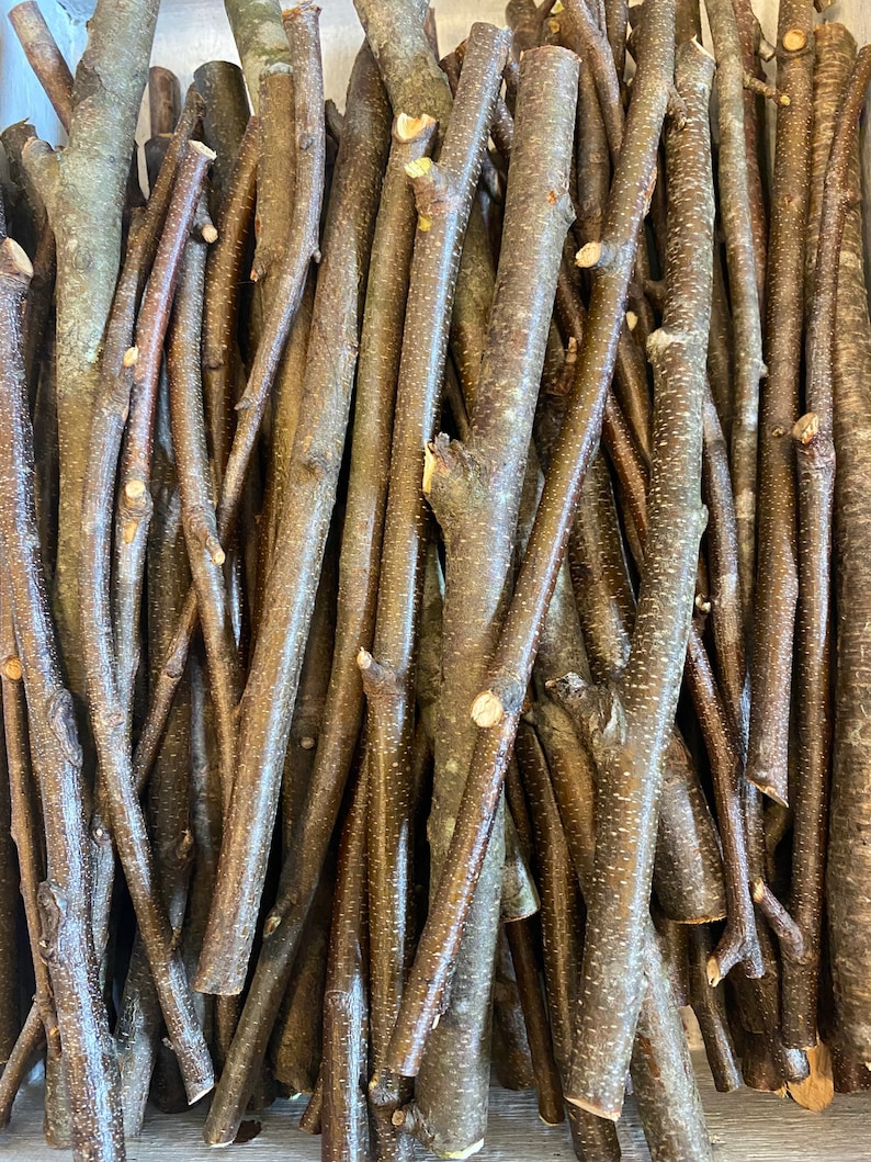 Fresh Birch Stick Bundle 25 Count - Etsy