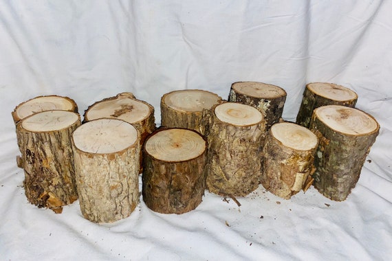 Live Edge Log Stumps Set of 5 Assorted Types Rustic Wood | Etsy
