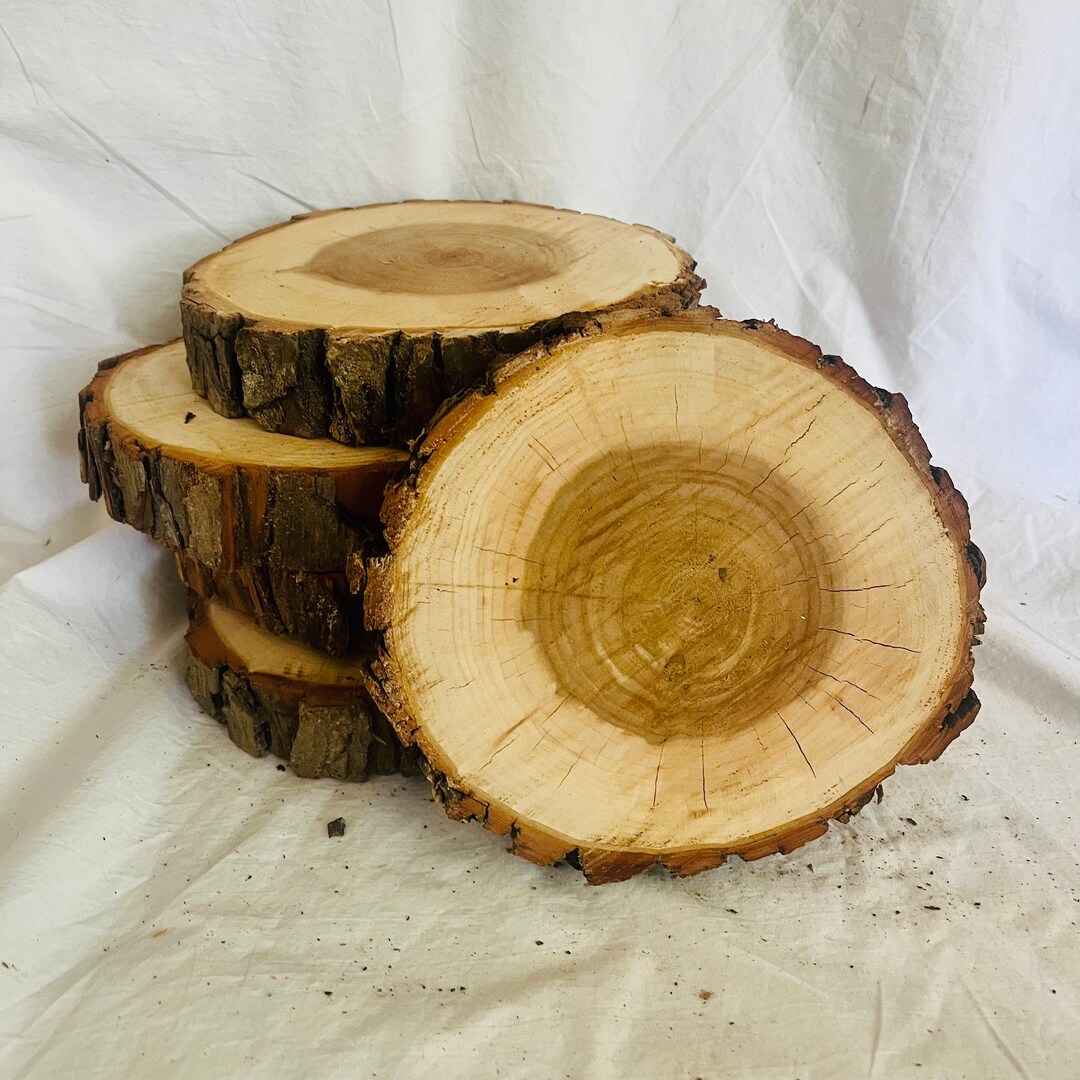 5 Willow Tree Slices - 7” Diameter- Thick Wood Disk - Centerpiece ...