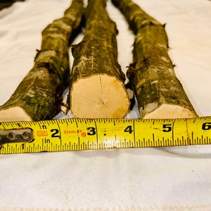 Ironwood Walking Stick - 34” Long- Muscle Wood - Blue Beech - American ...