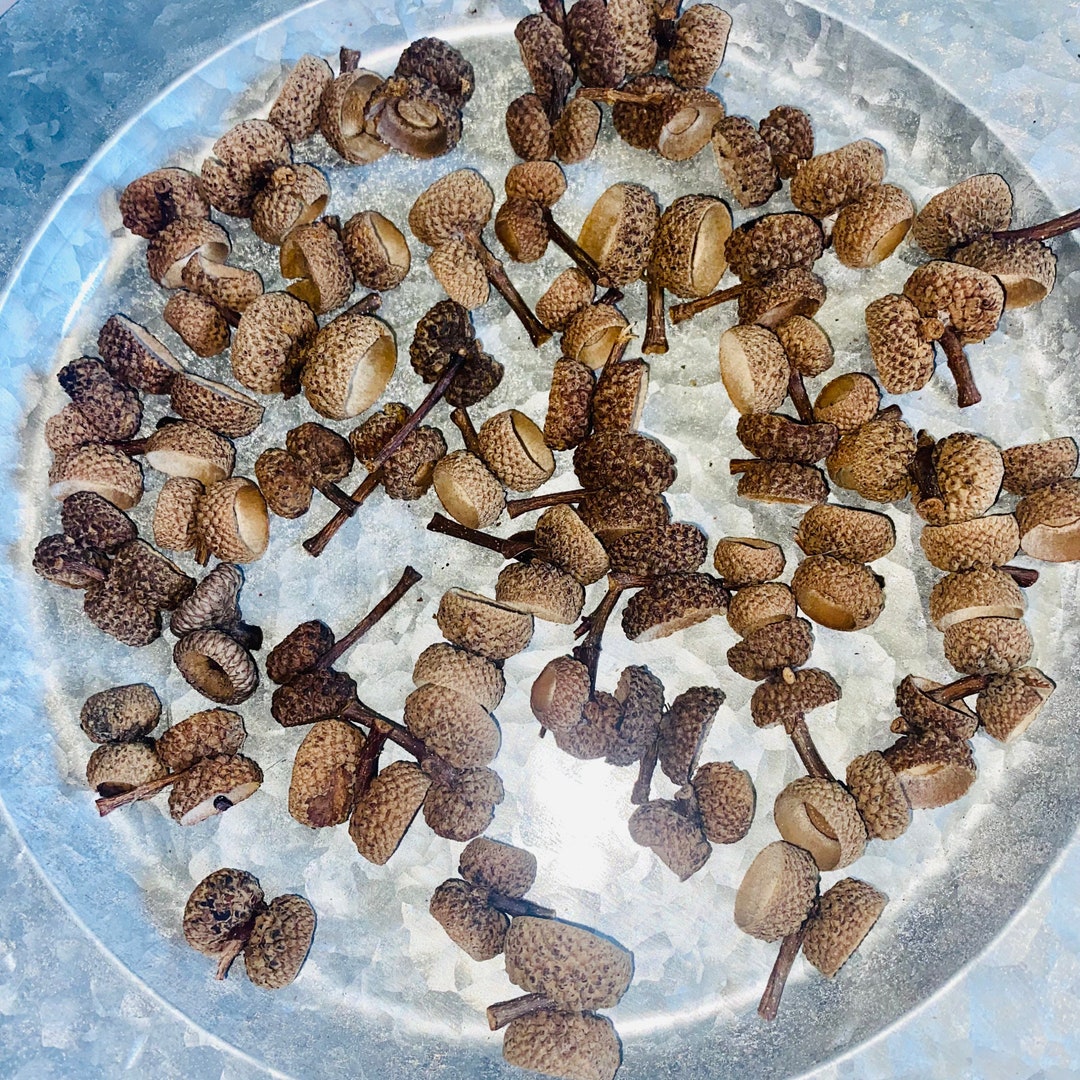 50 Double Acorn Caps - Natural Acorn Caps - Twin Acorn Caps - Bulk - Etsy