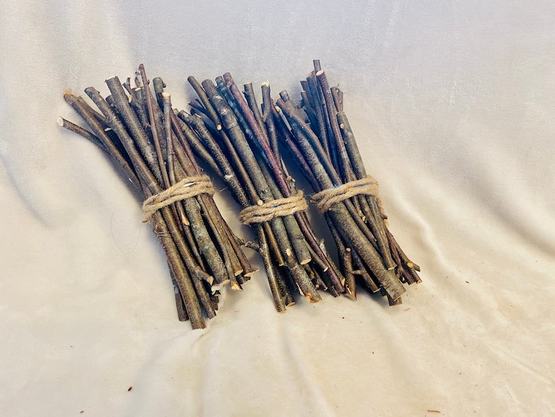 Fresh Birch Stick Bundle 25 Count - Etsy