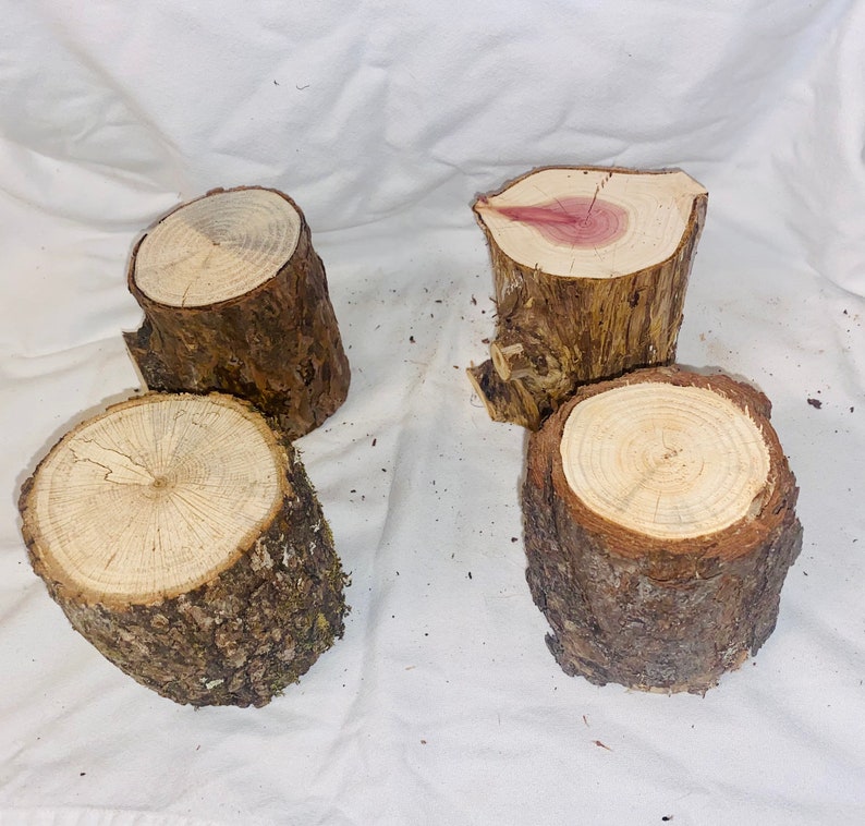 Live Edge Log Stumps Set of 5 Assorted Types Rustic Wood - Etsy