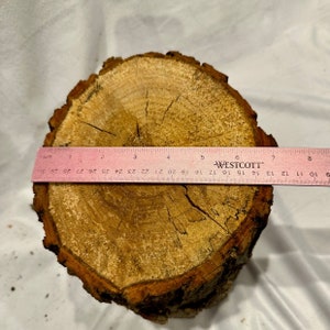 Rustic Wood Stump- 6”x6” - Large Willow Tree Stump - Terrarium/fairy ...