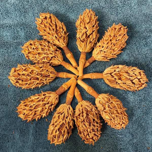 Magnolia Tree - Etsy