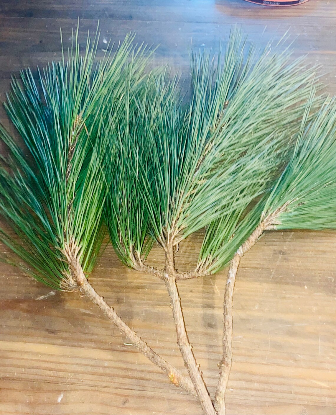 3 Loblolly Pine Branches With Pine Needle Bundles - Etsy