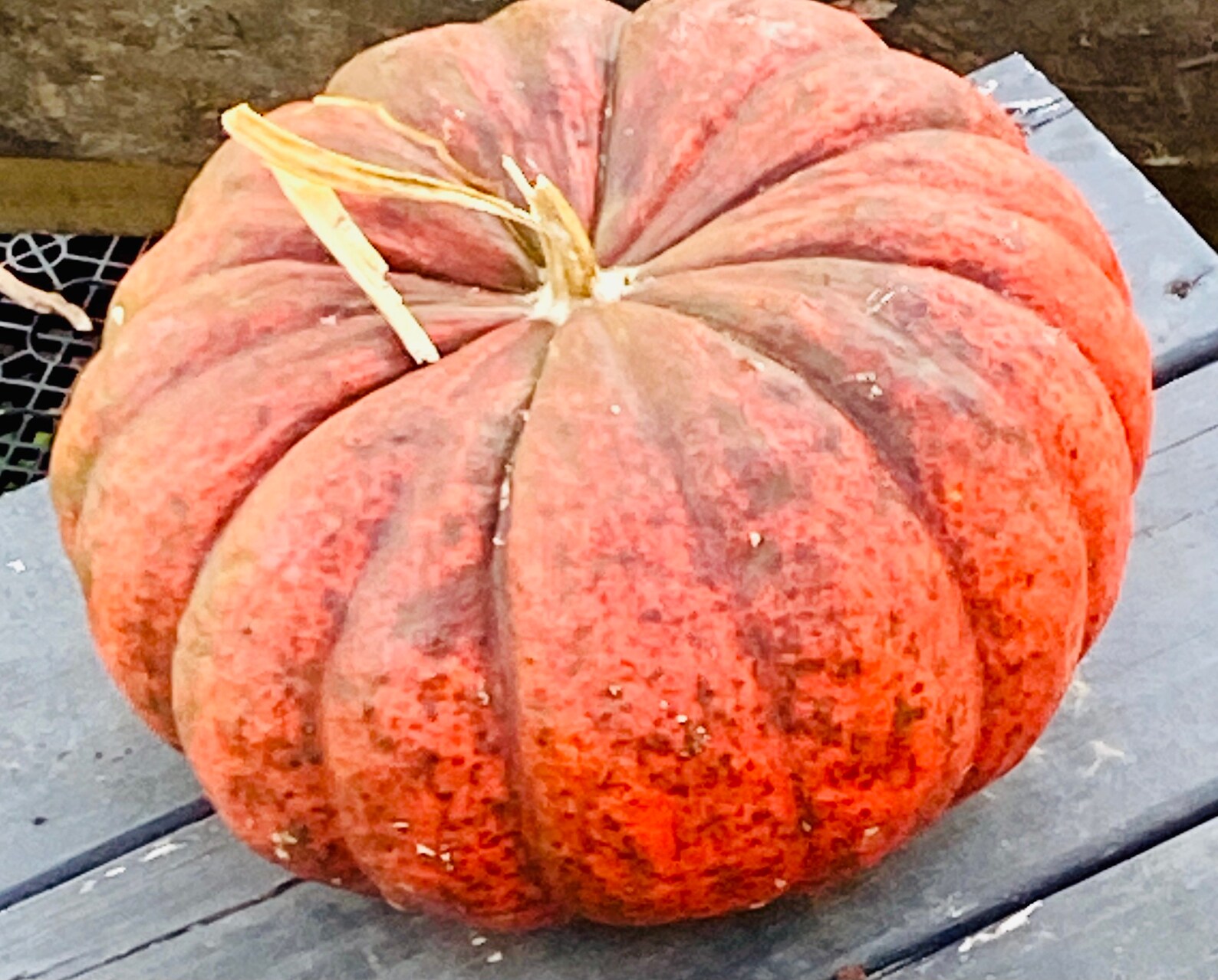 Cinderella Pumpkin Seeds 10 Count - Etsy Canada