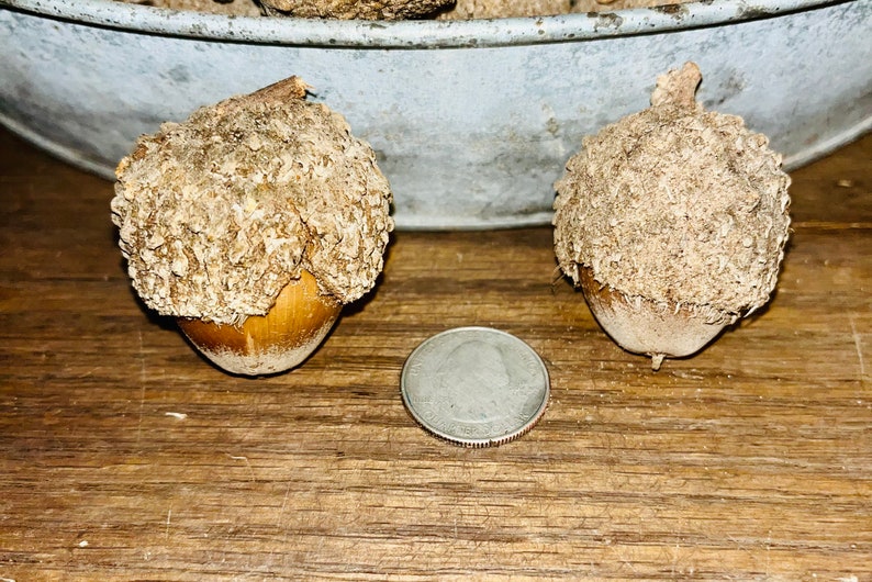 12 Large Burr Oak Acorns With Caps - Natural Fall Decor - Etsy