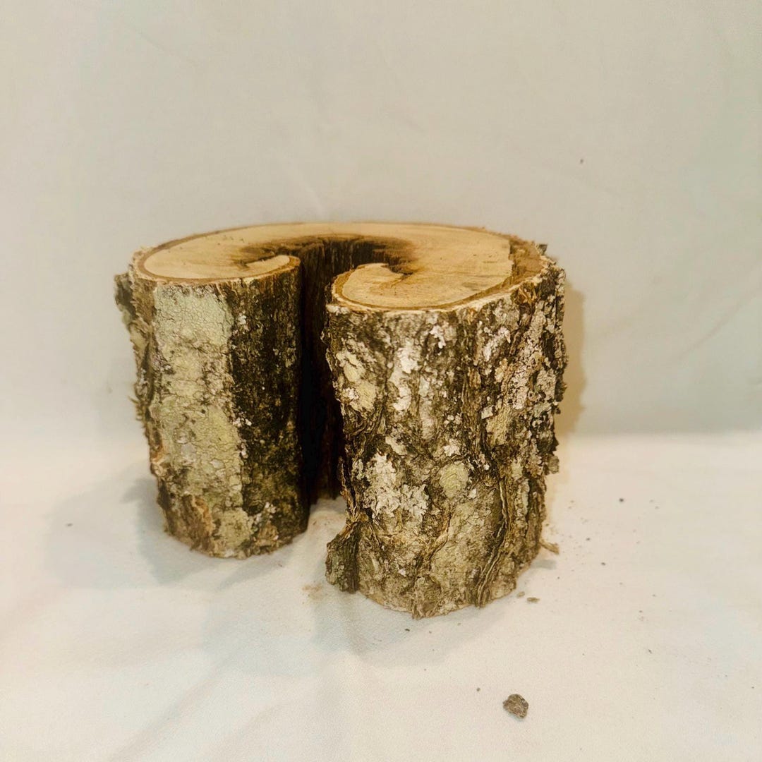 Rustic Birch Wood Stump Tree Stump Terrarium/fairy Garden Decor Unique ...