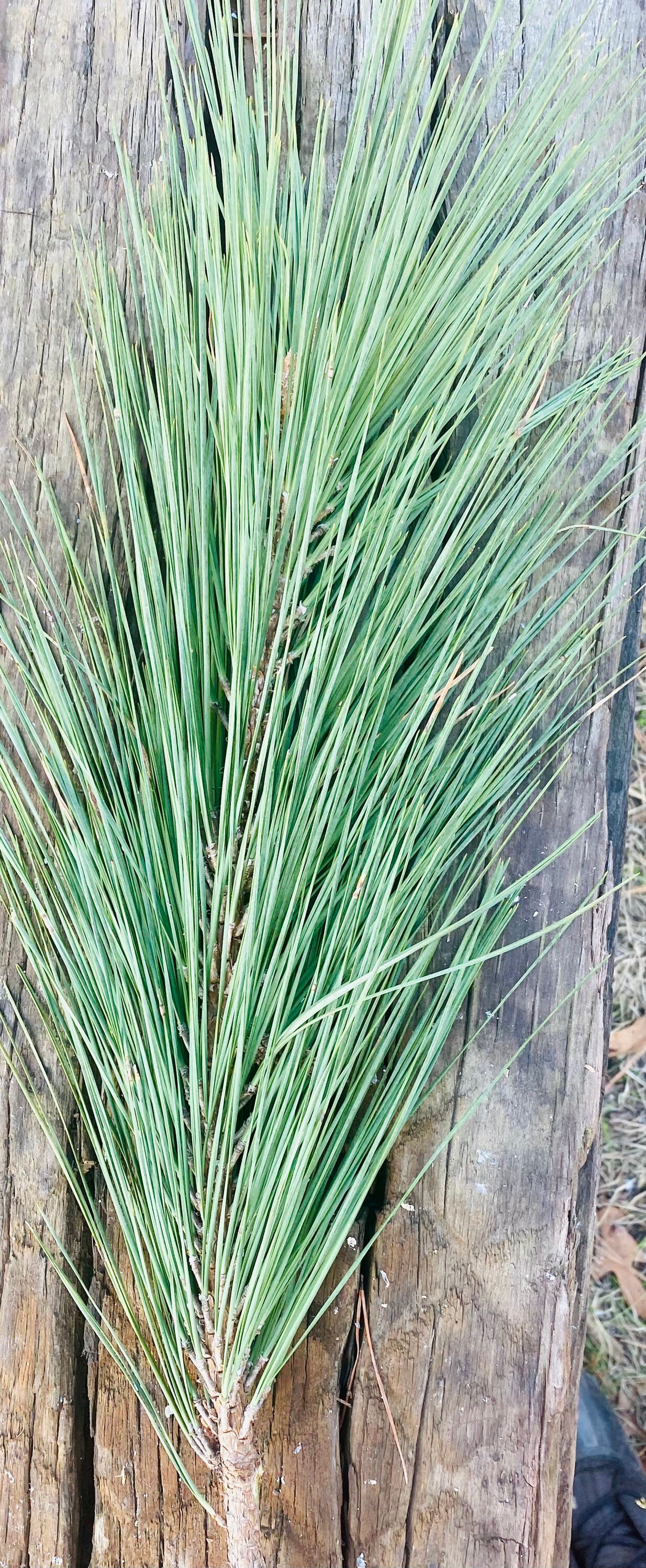 3 Loblolly Pine Branches With Pine Needle Bundles - Etsy UK