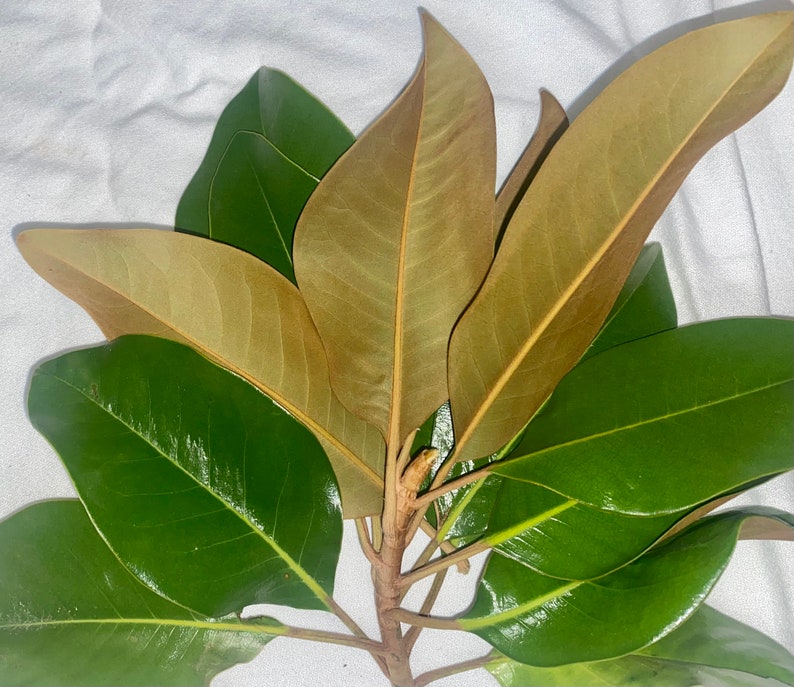 Fresh Magnolia Leaves -50 Leaves - Etsy