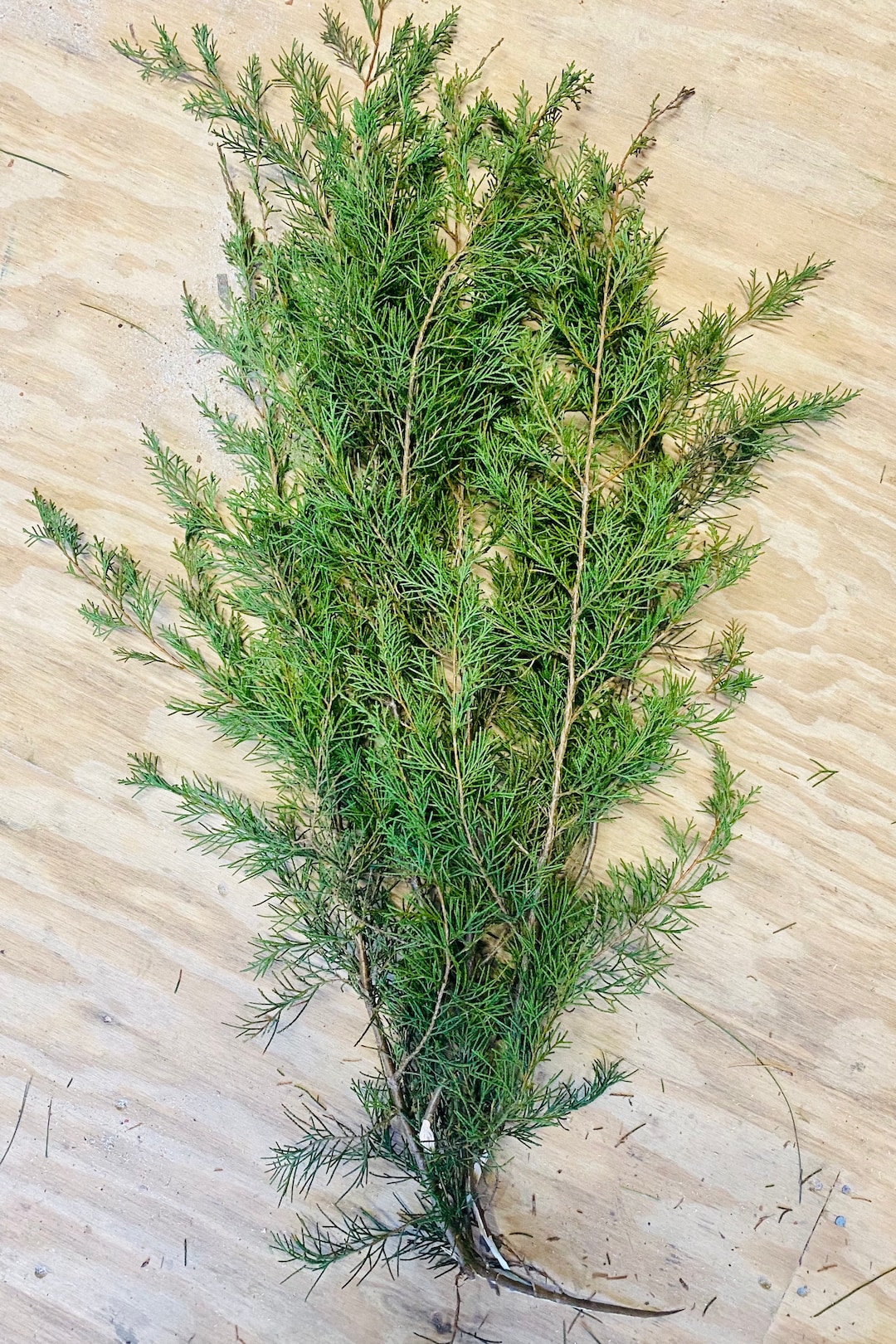 Fresh Cut Eastern Red Cedar Branches: Aromatic Holiday Greenery - Etsy