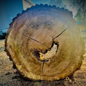 XL Red Oak Tree Slice 30x5 HUGE Live Edge hollowed Hardwood 30 Diameter ...