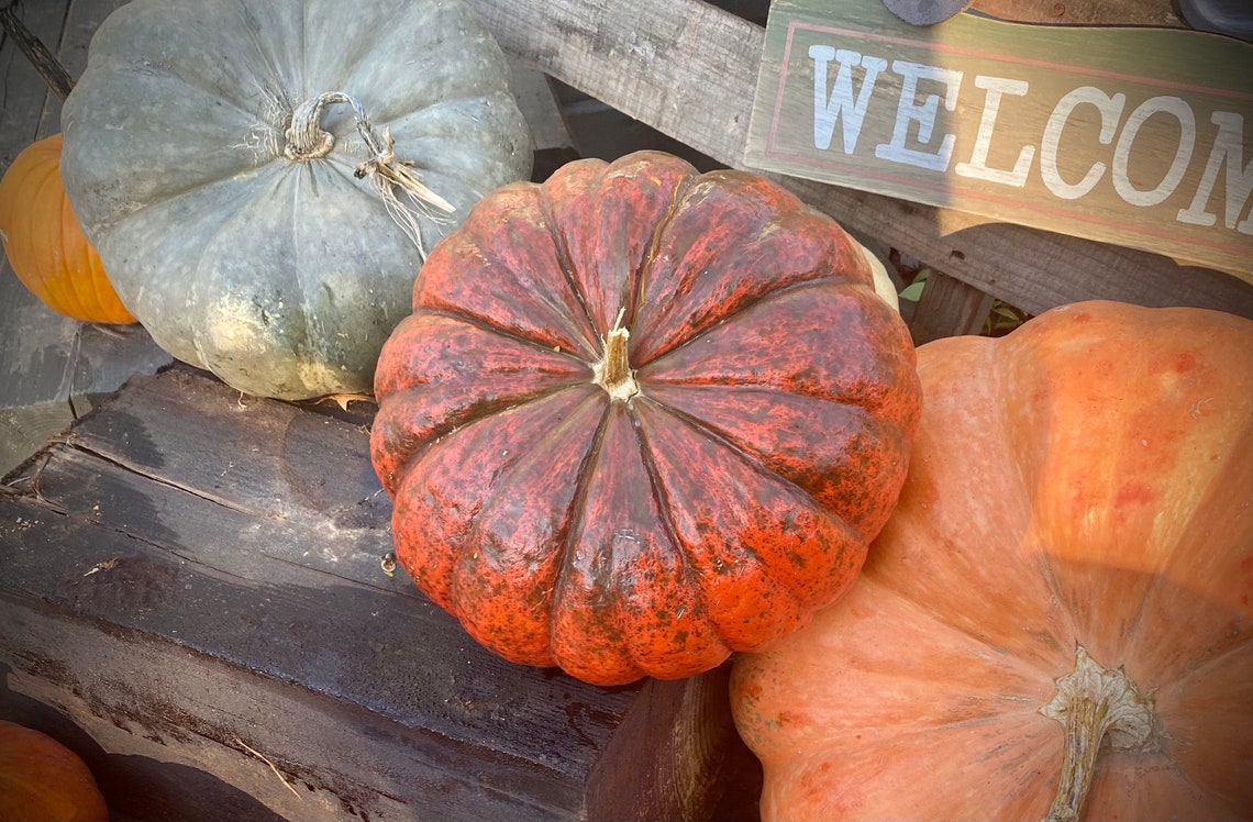 Cinderella Pumpkin Seeds 10 Count - Etsy Canada