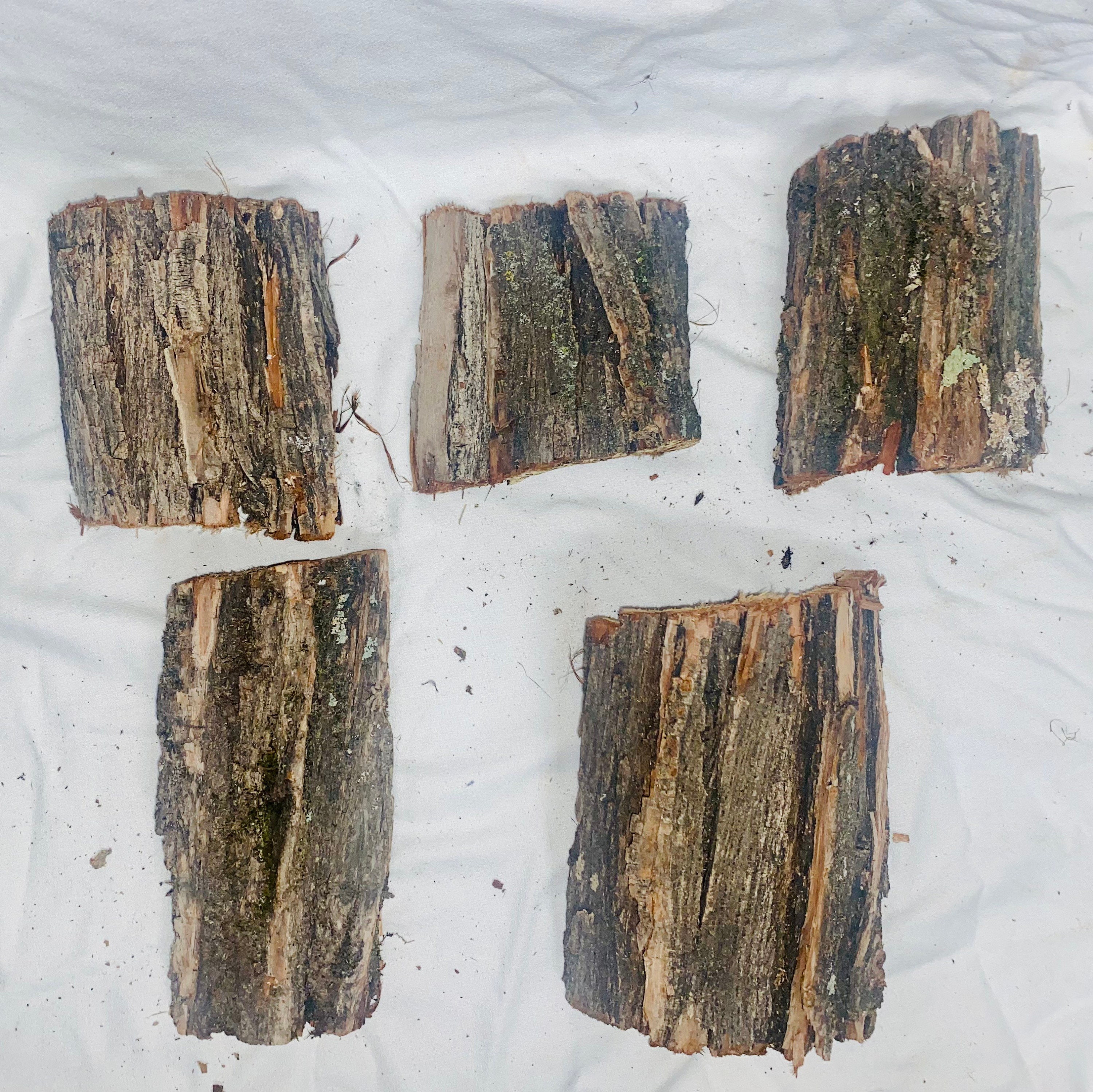 Willow Bark 10 Oz. Thick All Natural Willow Tree Bark - Etsy