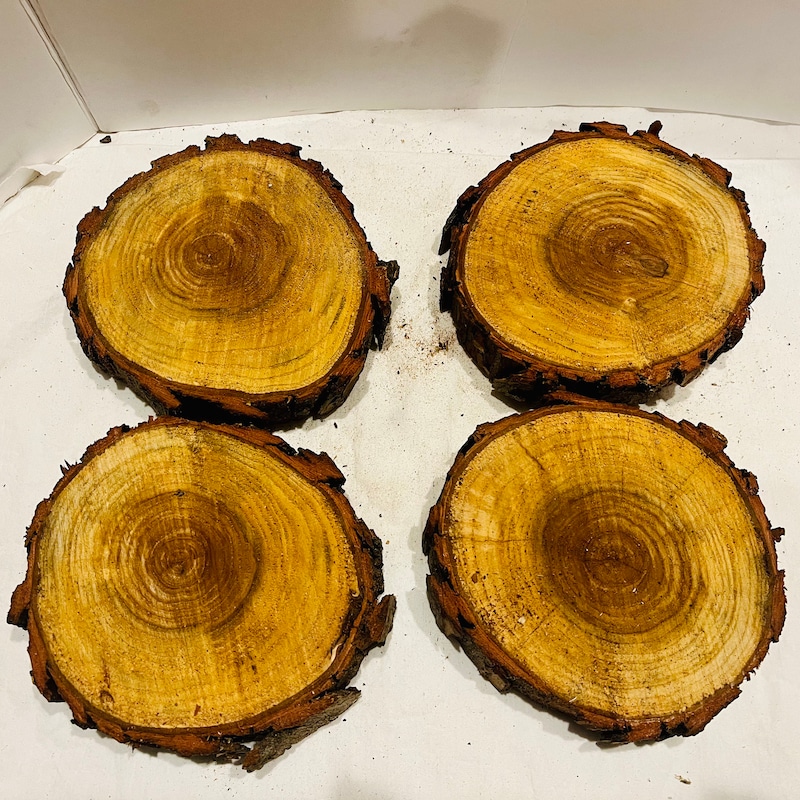 Tree Slices - Etsy
