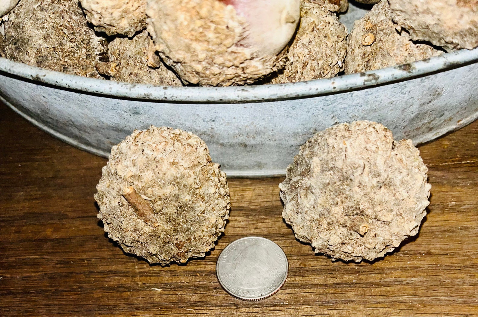 12 Large Burr Oak Acorns With Caps - Natural Fall Decor - Etsy
