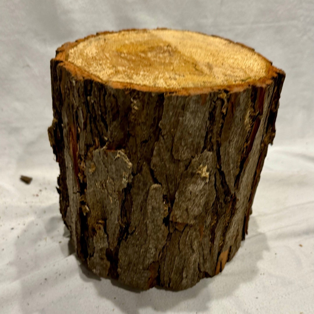 Rustic Wood Stump- 6”x6” - Large Willow Tree Stump - Terrarium/fairy ...