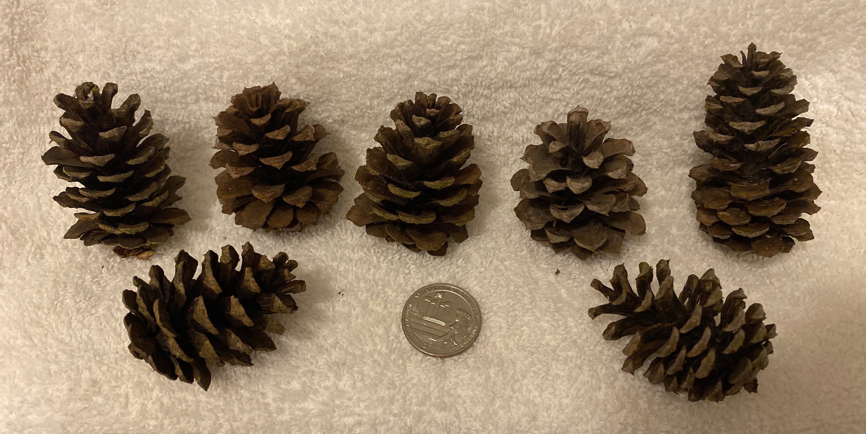 Shortleaf Pine Cone