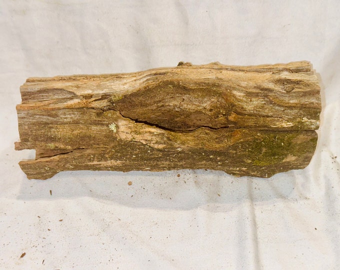 Hollowed Hardwood Log- Unique - Rare Find- Fairy Garden Decor - Hollow ...