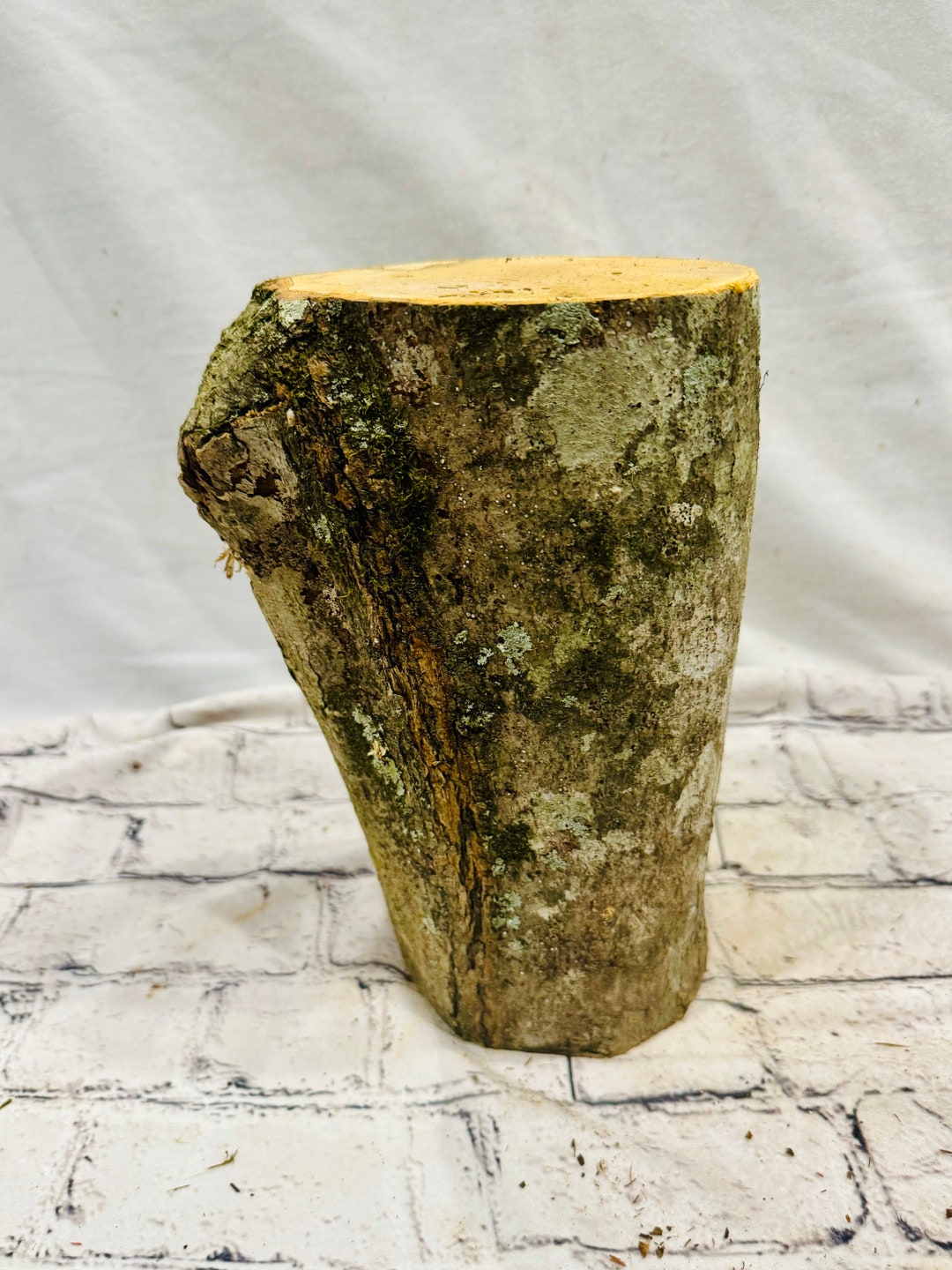 Rustic Wood Stump- Tree Stump - Terrarium/fairy Garden Decor - Unique ...