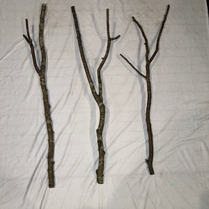 Naturally Forked Long Birch Limbs- Set of 3 - Birch Branches - 3 Feet ...