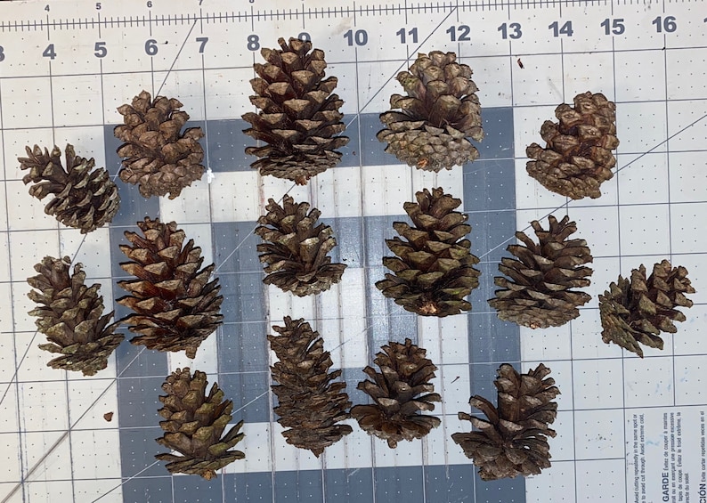 Small Pine Cones Real Pine Cones 2-3 Inch 10 Count - Etsy