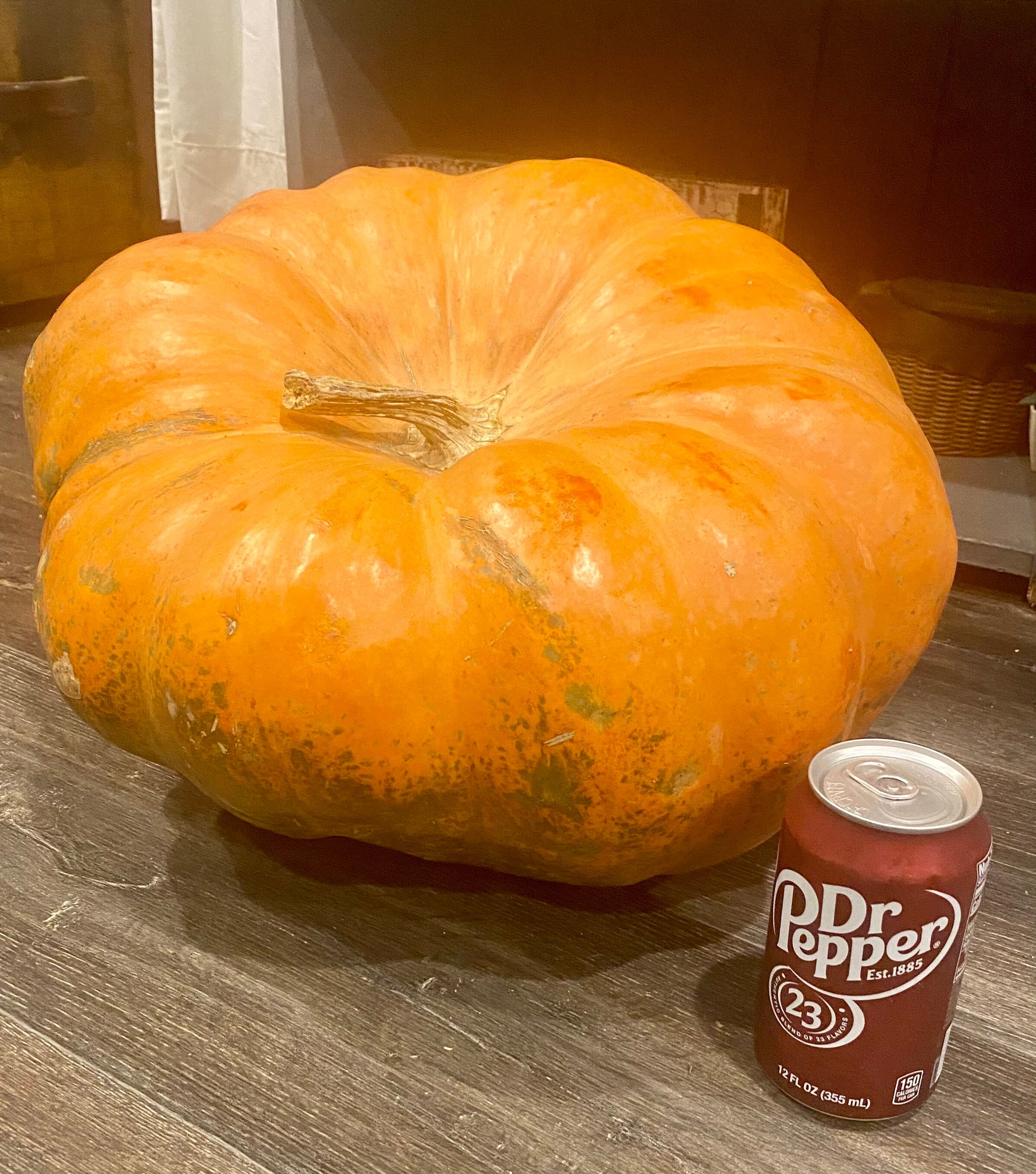 Indian Doll Pumpkin Seeds 10 count specialty pumpkin | Etsy