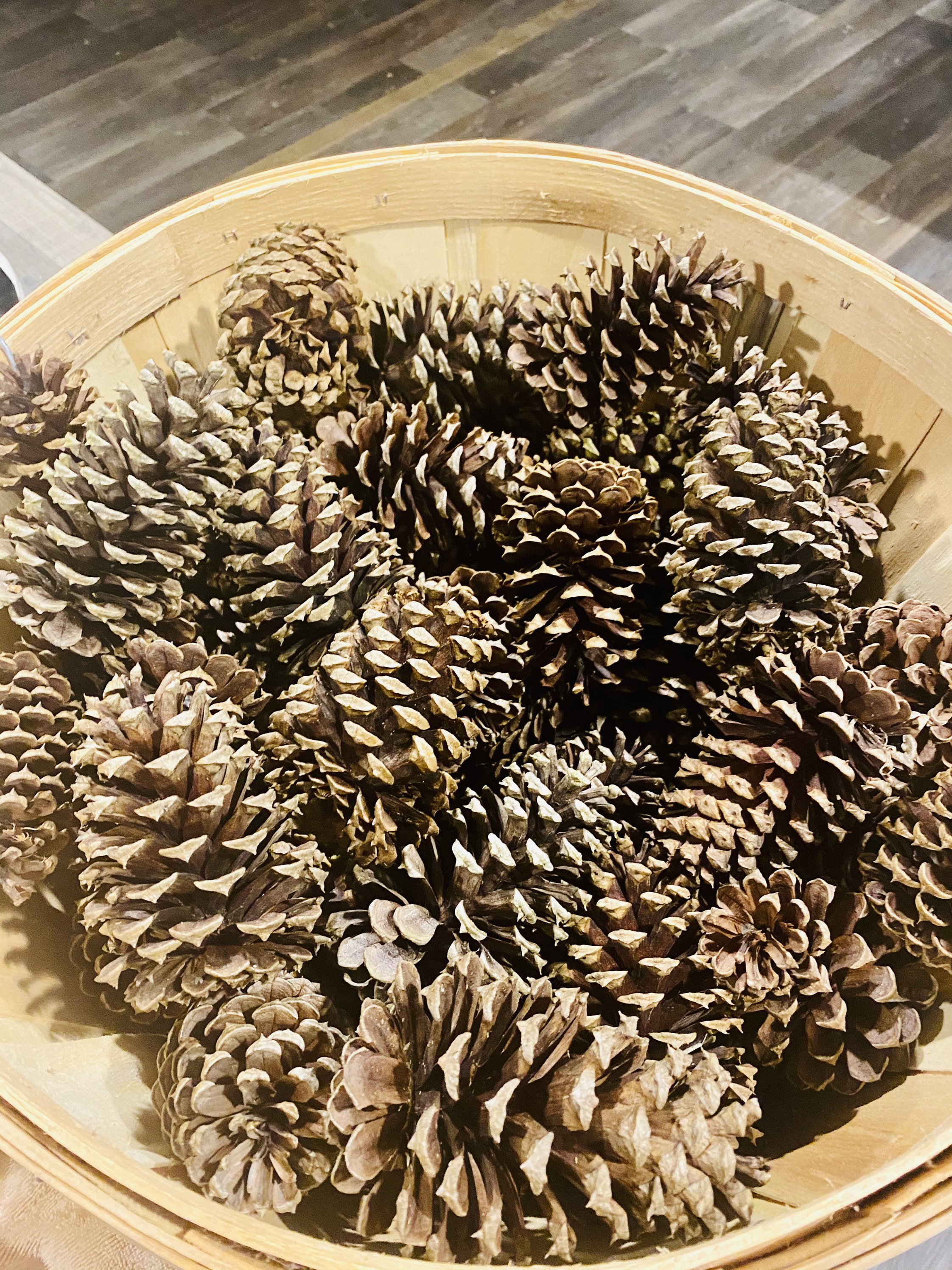 Loblolly Pine Cones (10 Count): Natural Brown Craft Cones - Etsy