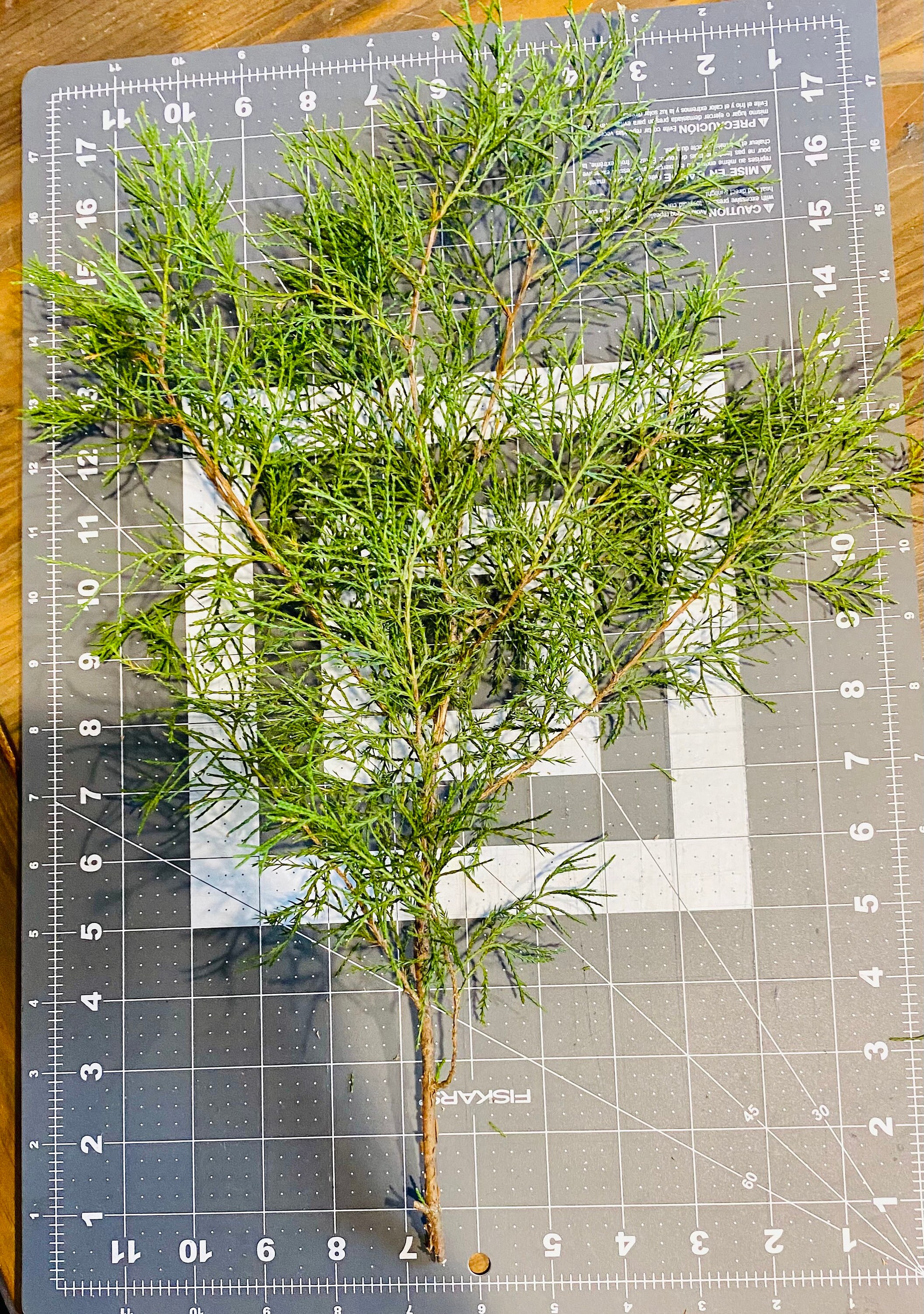 Fresh Cedar Tree Clippings 2-3 Oz per Bundle - Etsy