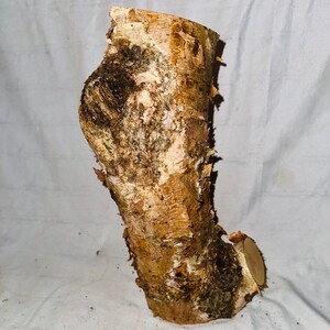 Birch Stump/log With Knot Holes Terrarium/fairy Garden Decor Unique ...