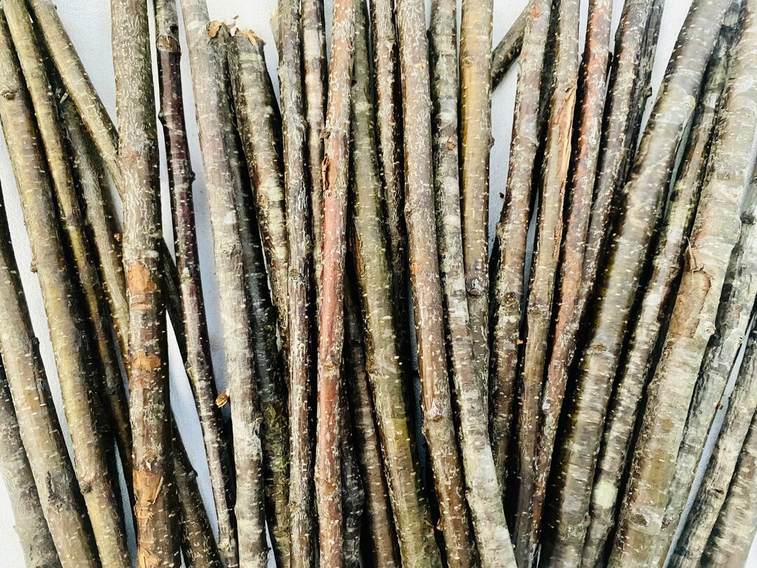 Fresh Cherry Stick Bundle - 25 Count - Etsy