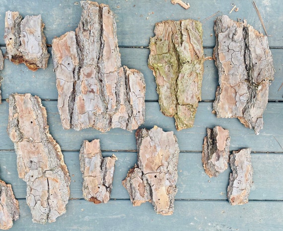 Natural Pine Tree Bark 1 pound | Etsy