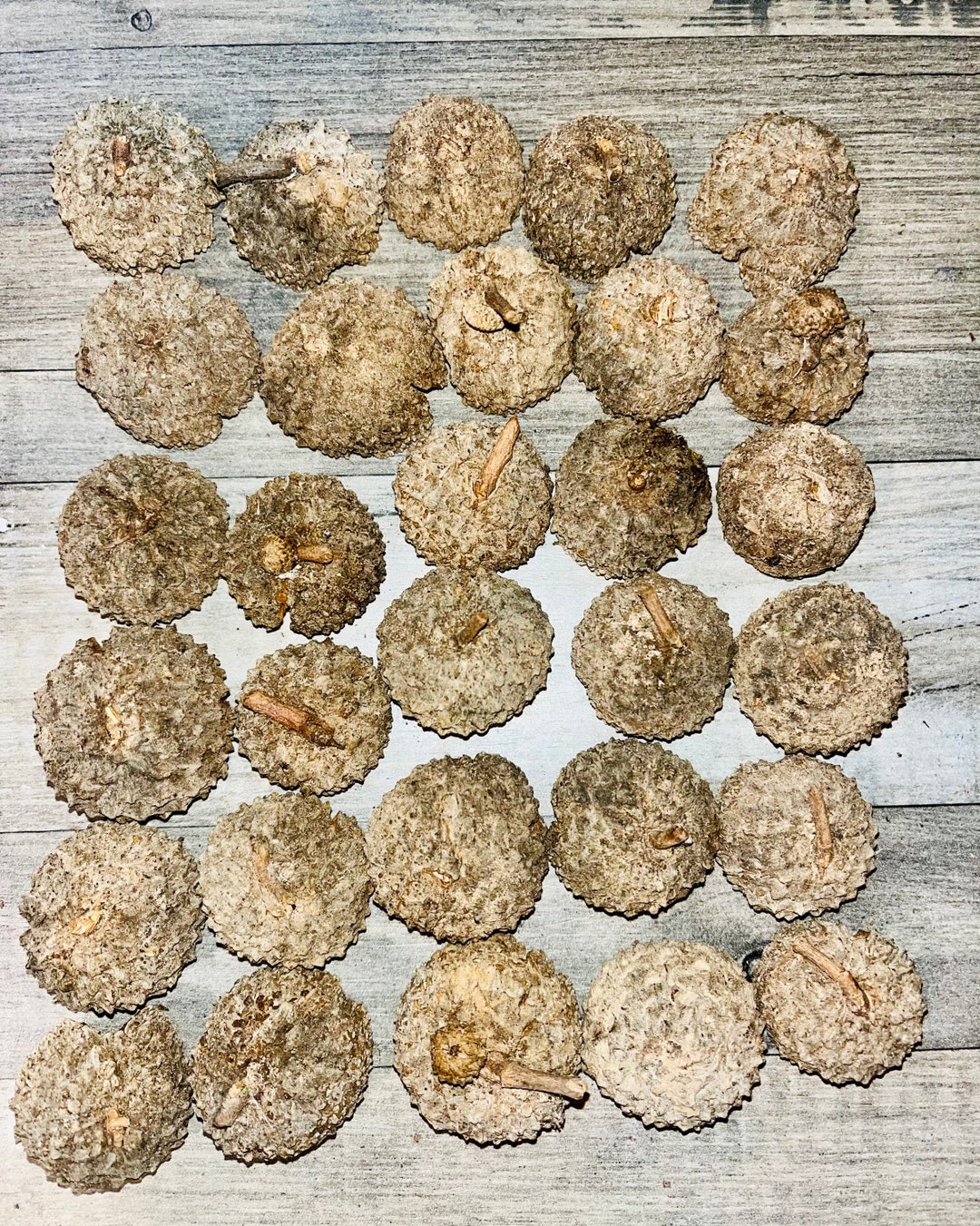 12 Natural Bur Acorn Caps - Extra Large for Crafting & Decor - Etsy