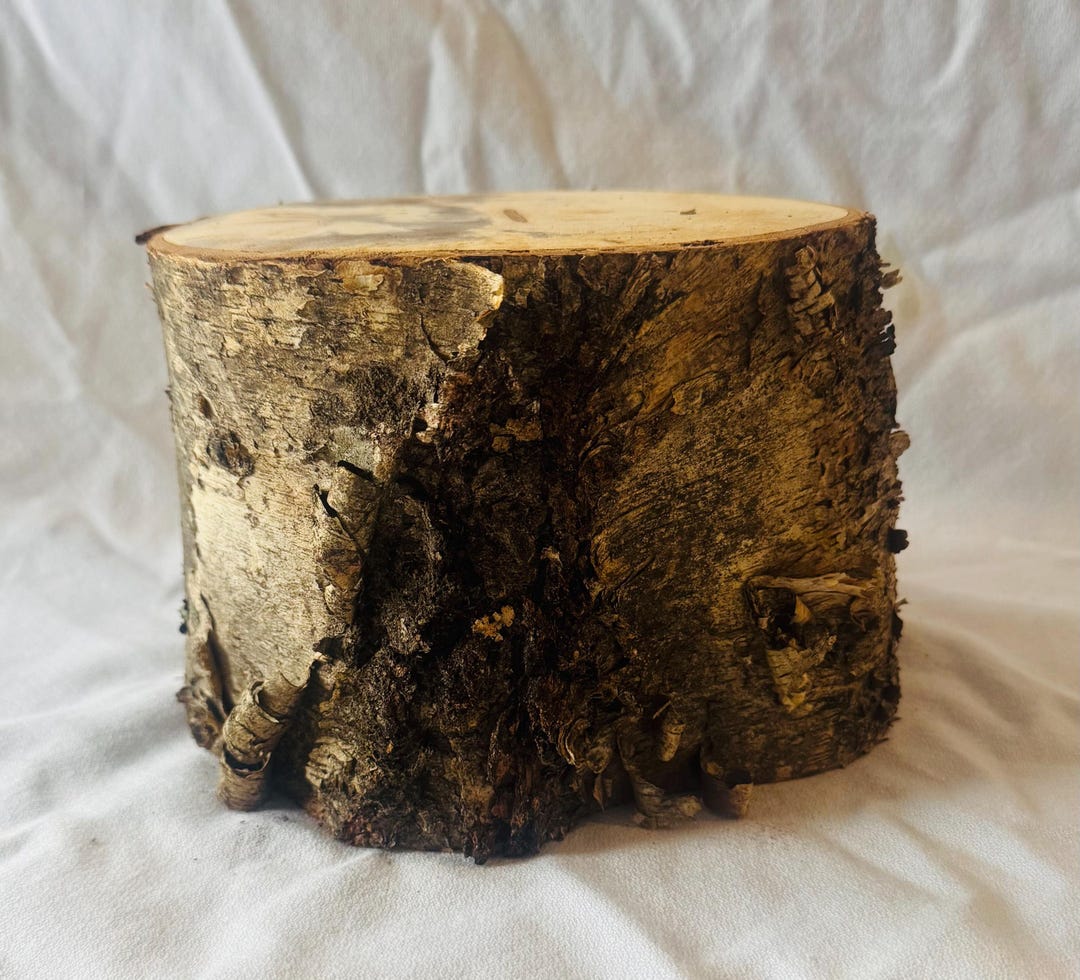 Rustic Birch Wood Stump- Tree Stump - Terrarium/fairy Garden Decor ...