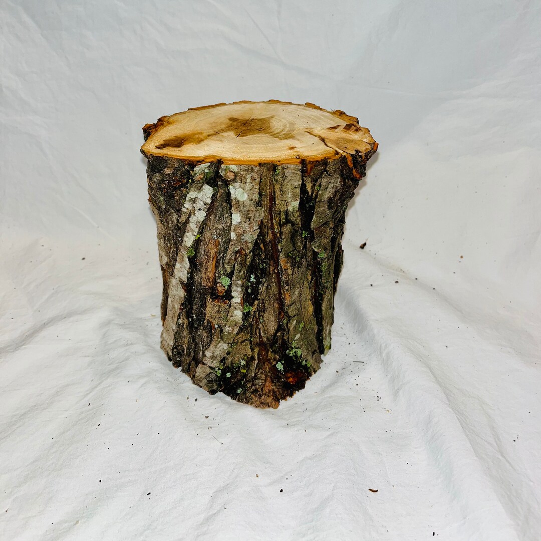 Willow Wood Stump Tree Stump Terrarium/fairy Garden Decor - Etsy