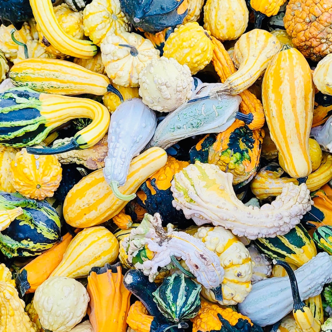 Small Gourd Mix- Squash Seeds for Planting- 10 Heirloom Seeds per Order ...
