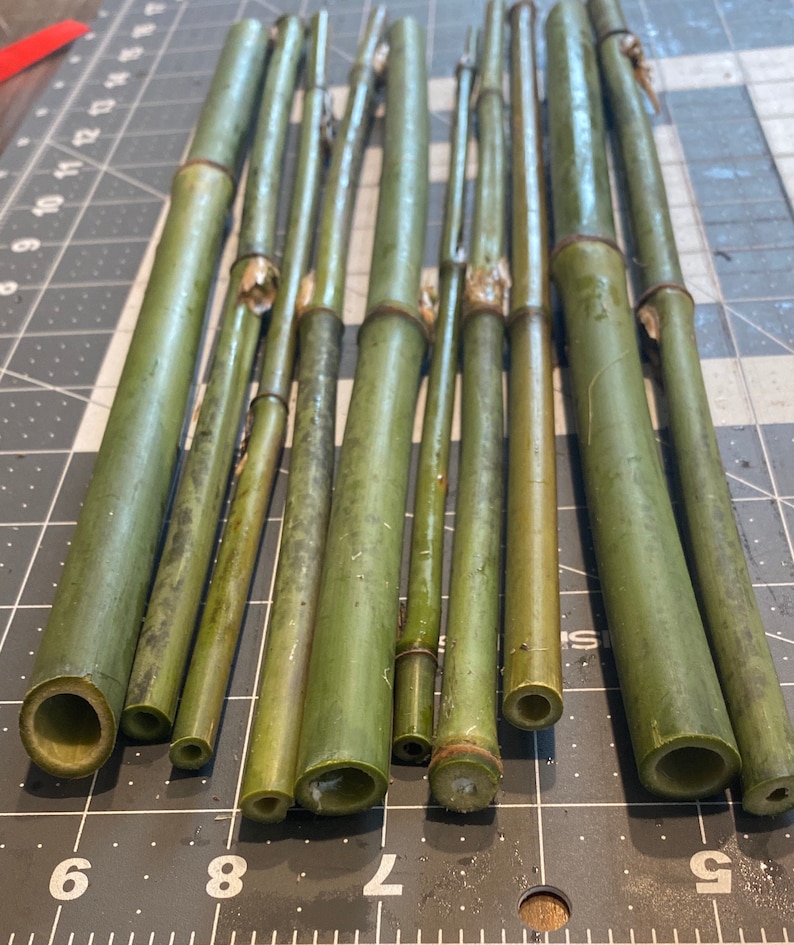 River Cane Bundle of 10 - Etsy