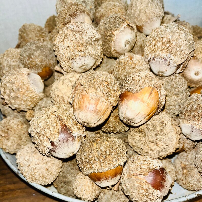 12 Large Burr Oak Acorns With Caps - Natural Fall Decor - Etsy
