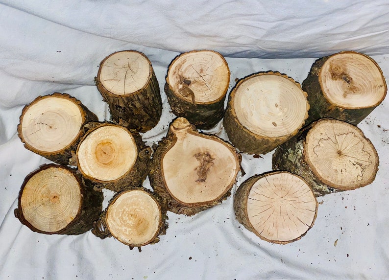 Live Edge Log Stumps Set of 5 Assorted Types Rustic Wood - Etsy