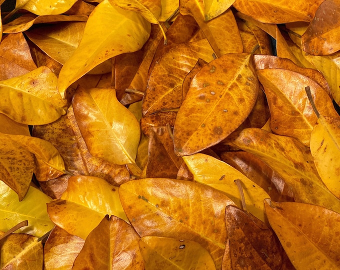 50 Dried Magnolia Leaves | Etsy