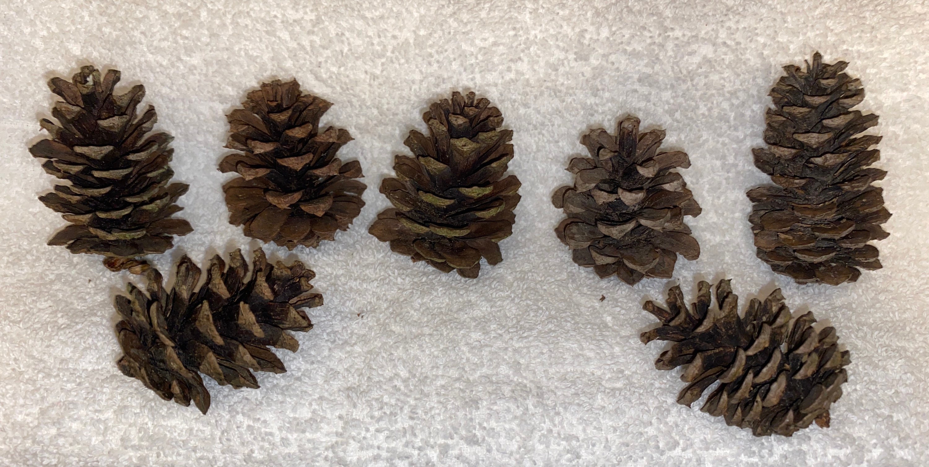 Small Pine Cones Real Pine Cones 2-3 Inch 10 Count - Etsy