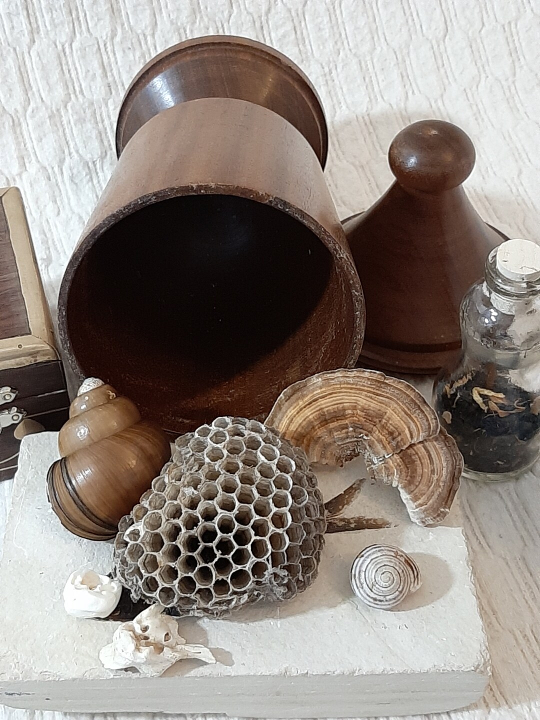 Curiosity, Oddity Box #15 A Collection of Curiosities and Oddities ...