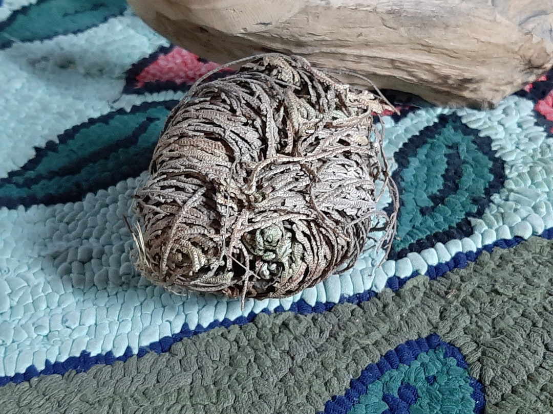 Rose of Jericho Flower Resurrection Flower Terrarium Fairy Garden ...