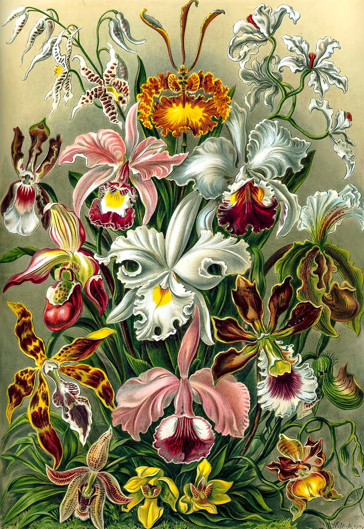 Haeckel's Orchids - Wooden Jigsaw Puzzle - 13" X 19" - 247 Pieces - Etsy