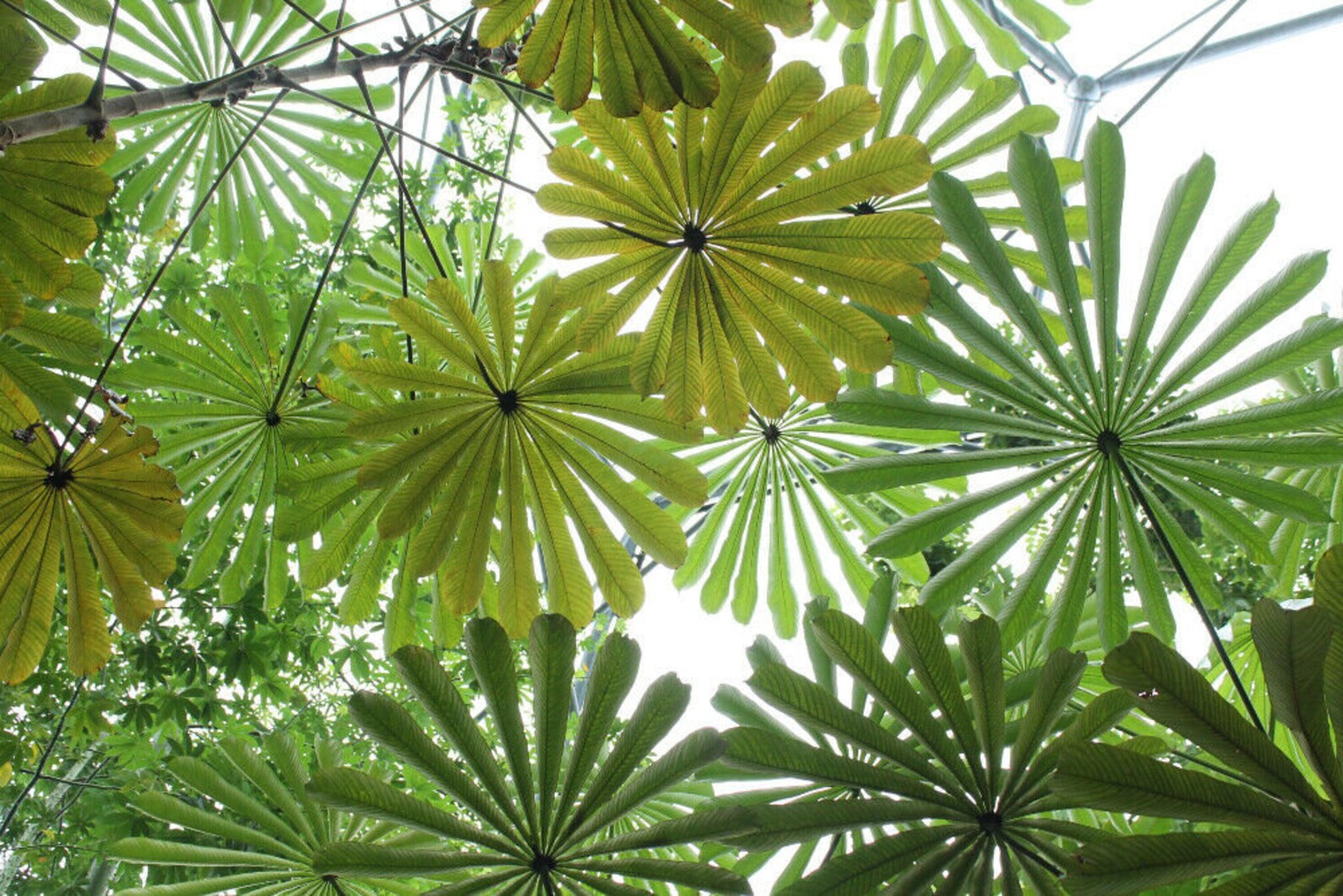 5 fresh seeds Musanga Cecropioides Corkwood Umbrella Tree | Etsy