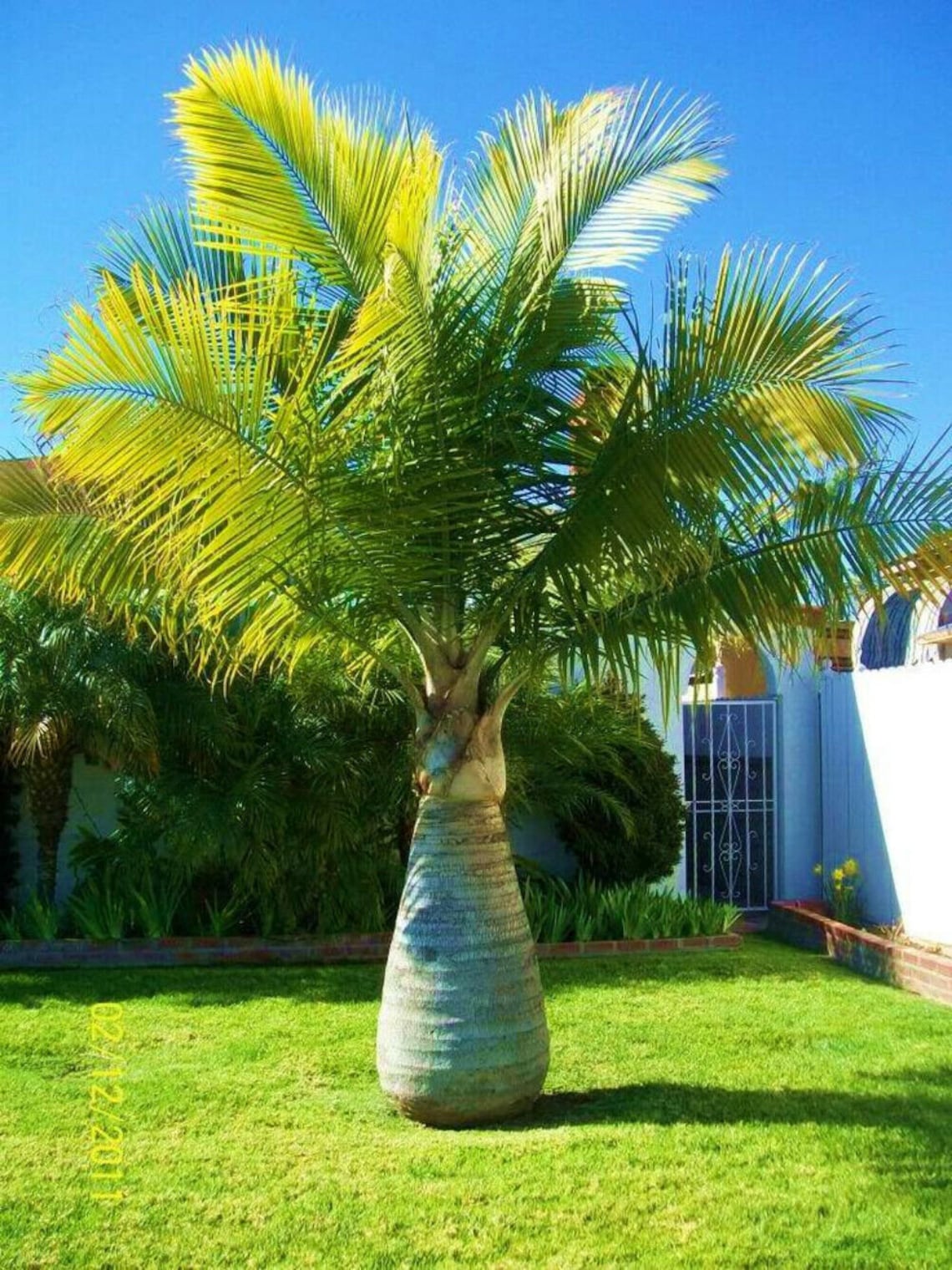 3 fresh seeds Ravenea Rivularis Majesty Palm | Etsy