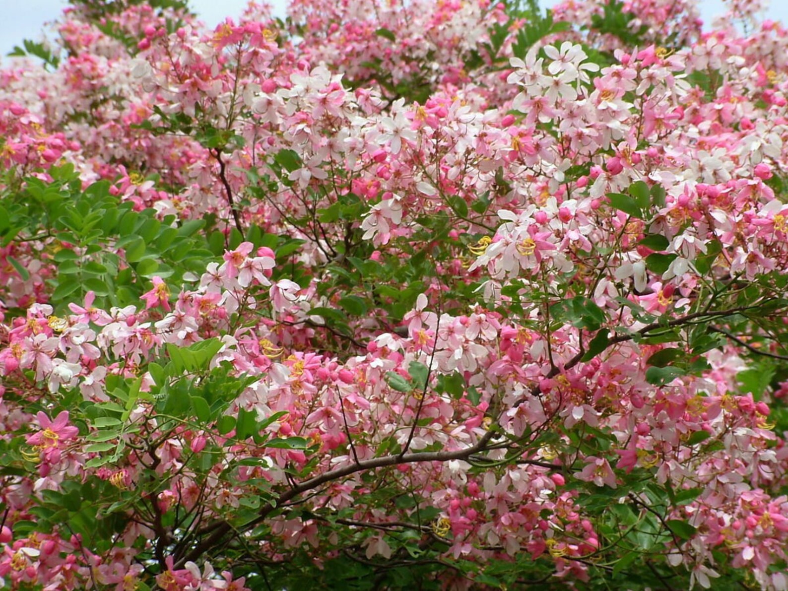 10 seeds Red Rose Shower Tree Cassia marginata | Etsy